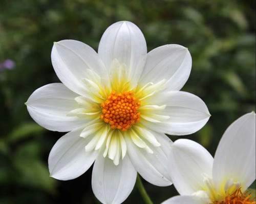 Alpen Cherub | Havenley Farm