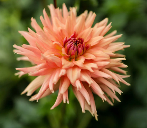 Terracotta | Havenley Farm