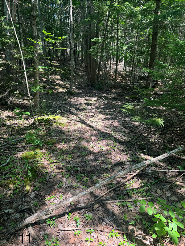 Trail Work | Hinchinbrook Farm