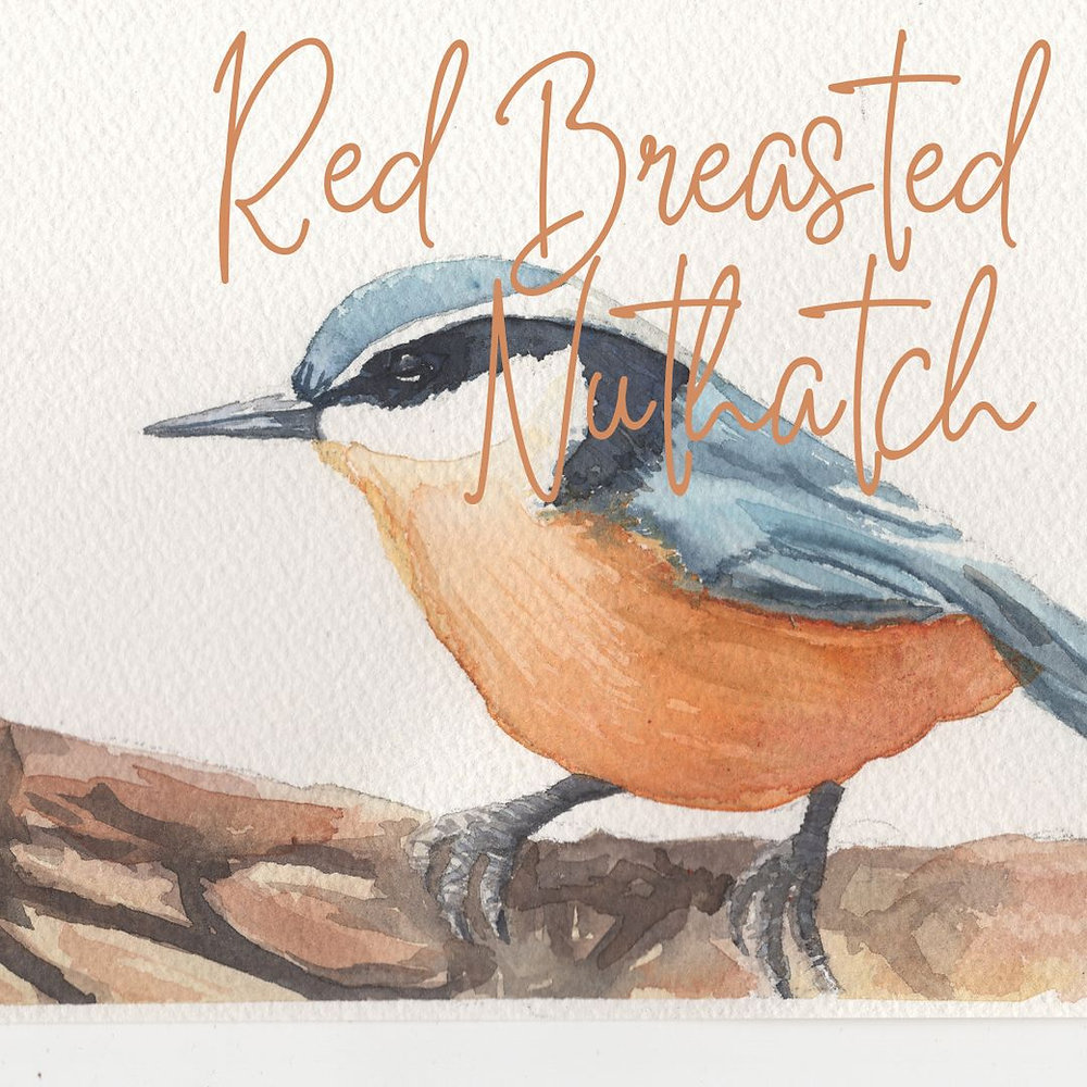 Red Breasted Nuthatch : An Ogemaw County Year