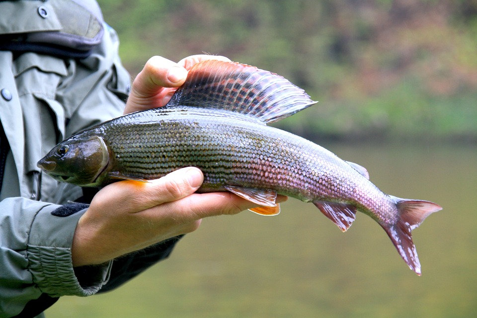 Meet Grayling - What Happened to Michigan Grayling?