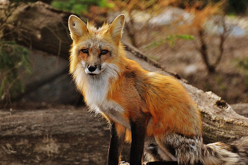 red fox fur patterns