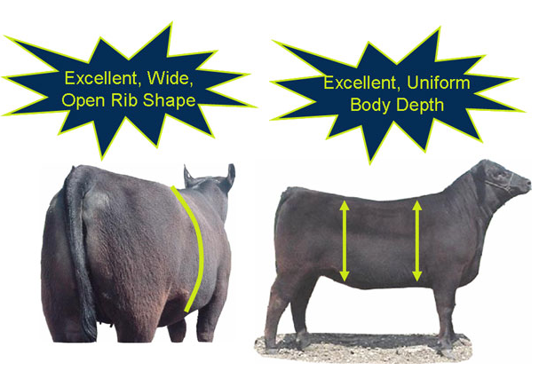 Selecting Replacement Heifers