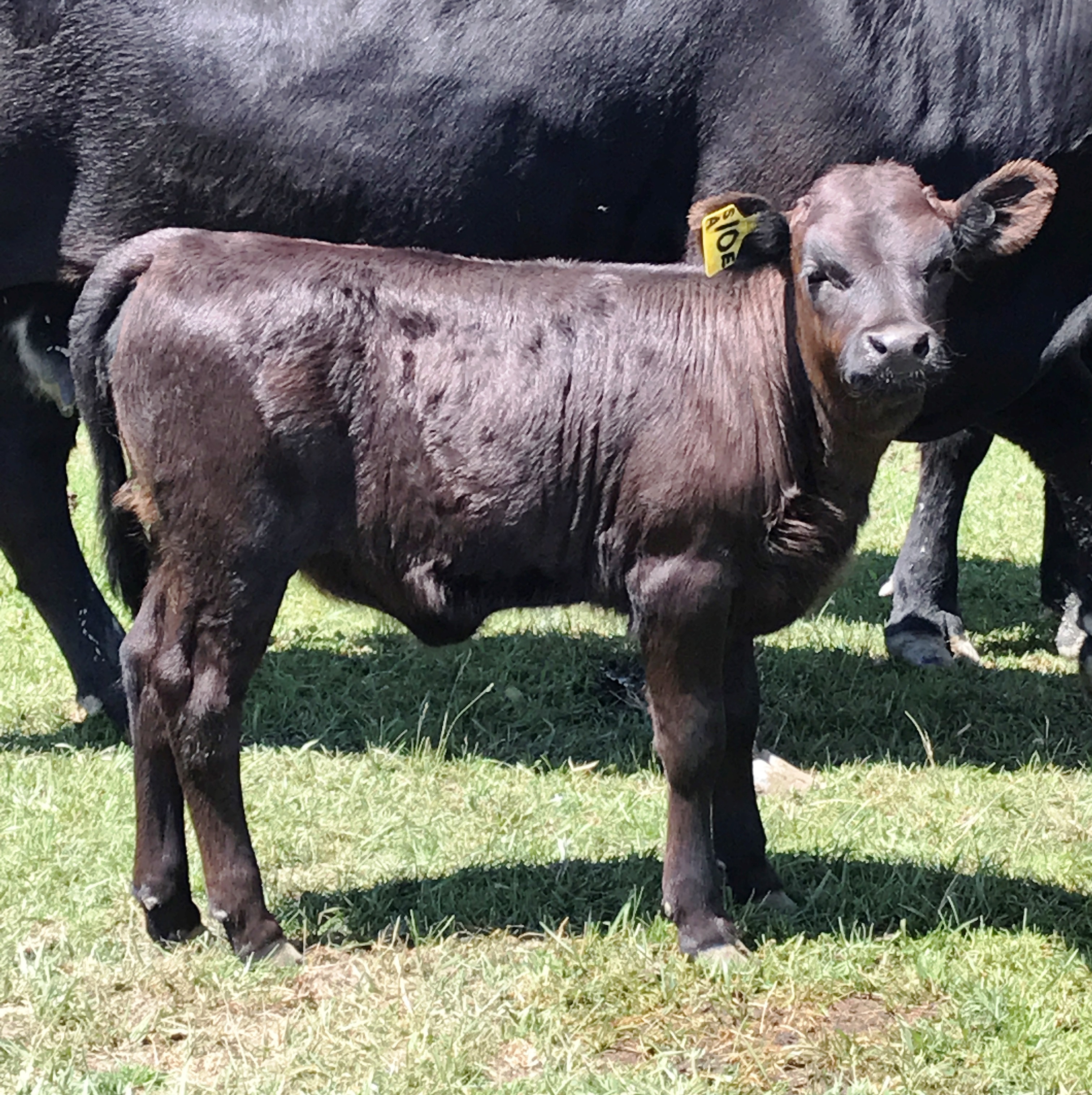 Irish Dexters | United States | Shamrock Acres Dexter Cattle