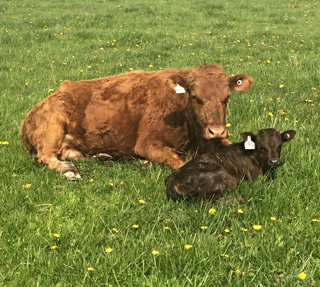 Irish Dexters | United States | Shamrock Acres Dexter Cattle