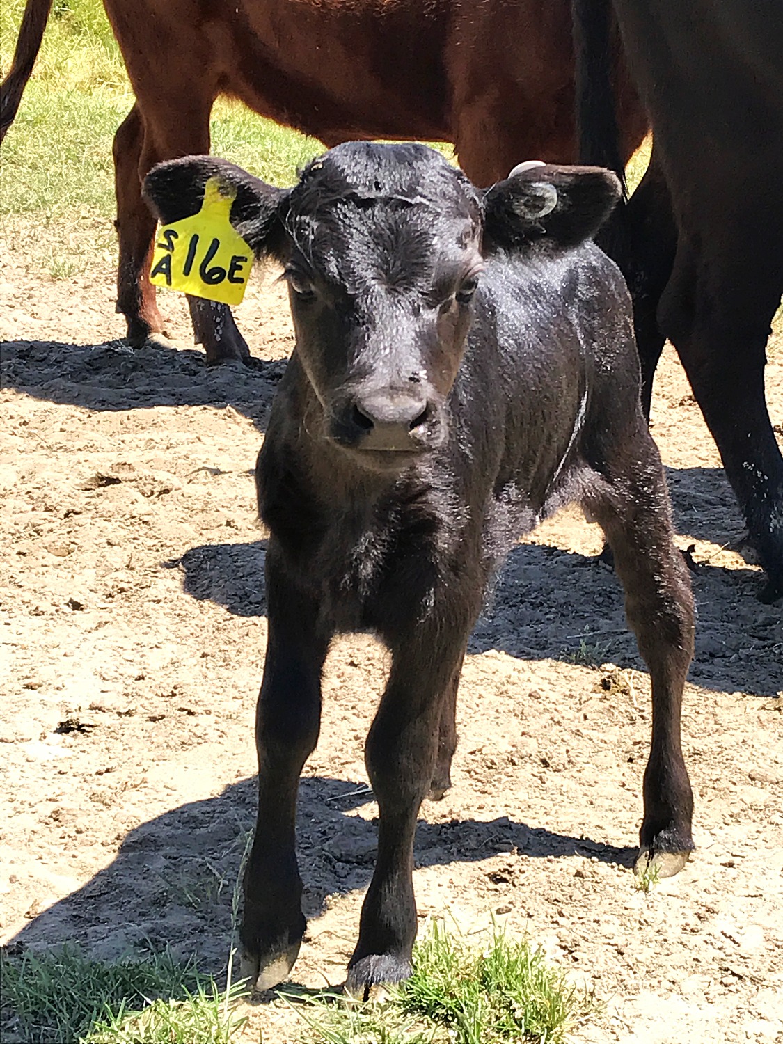 Irish Dexters | United States | Shamrock Acres Dexter Cattle