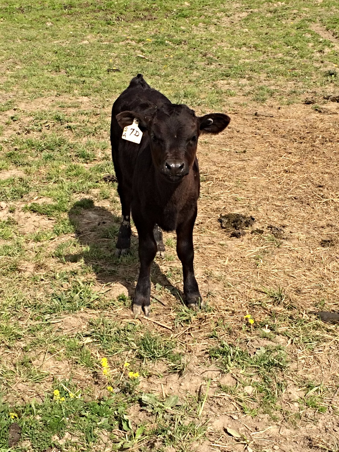 Irish Dexters | United States | Shamrock Acres Dexter Cattle