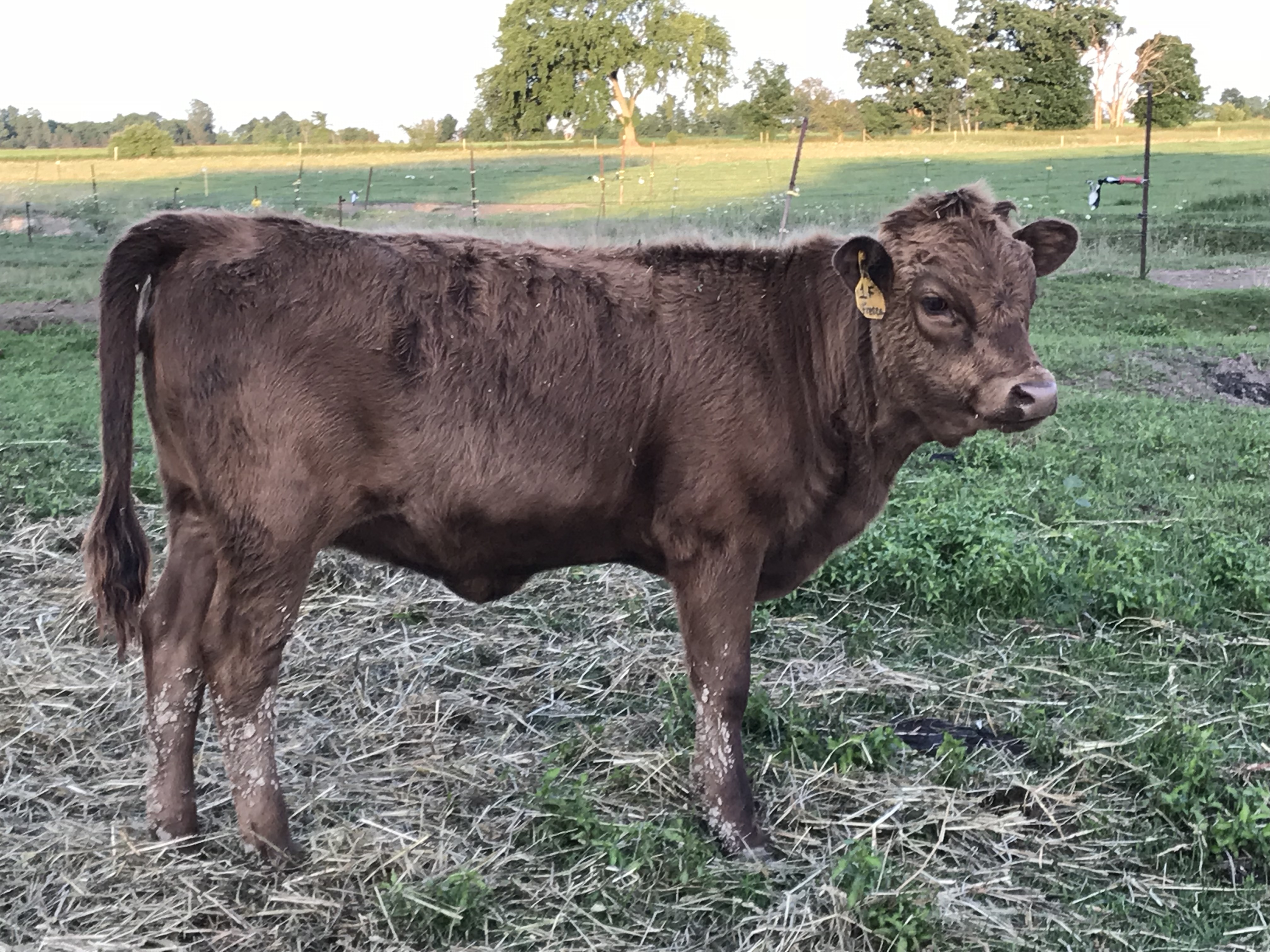 Irish Dexters | United States | Shamrock Acres Dexter Cattle