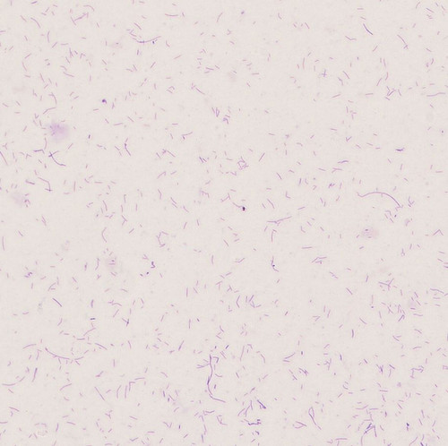 Collinsella massiliensis GMB0004 | GMBANK