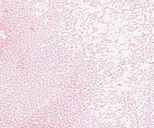Pseudomonas stutzeri GMB1561 | GMBANK