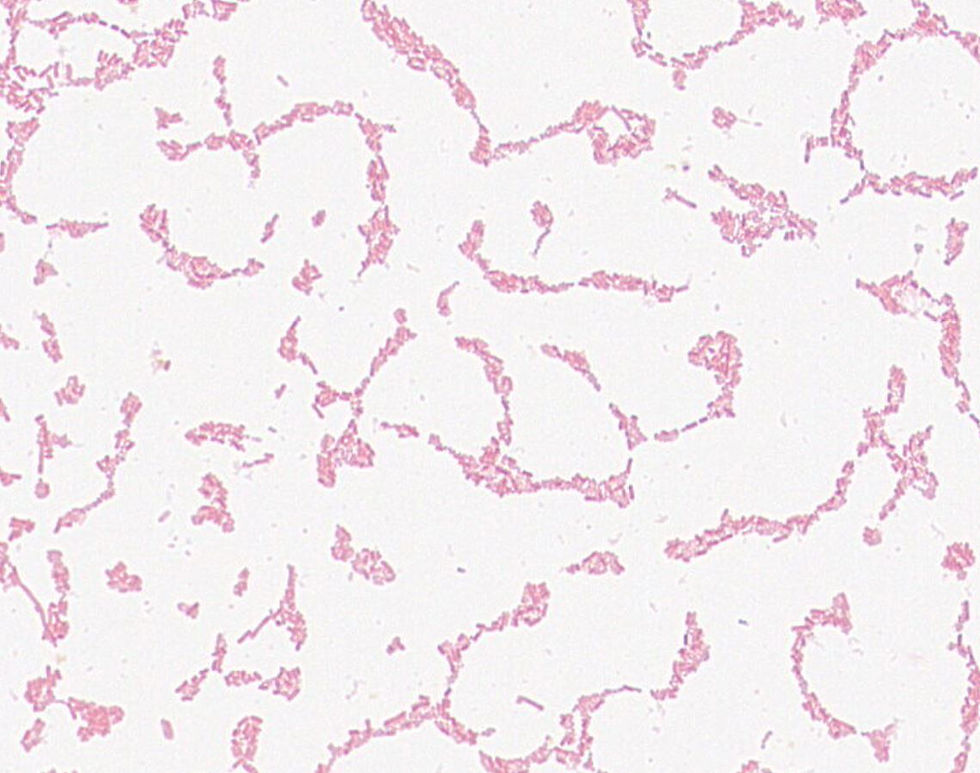 Enterobacter ludwigii GMB1225 | GMBANK