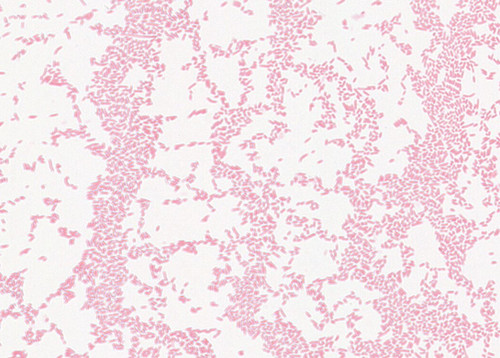 Bacteroides ovatus GMB0370 | GMBANK