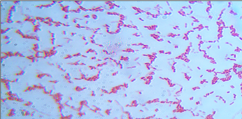 Enhydrobacter aerosaccus GMB0624 | GMBANK