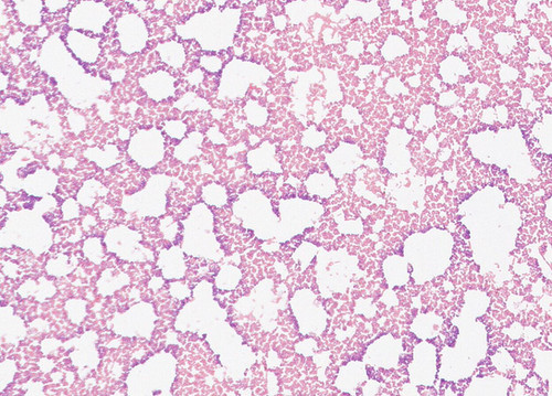 Veillonella parvula GMB0325 | GMBANK