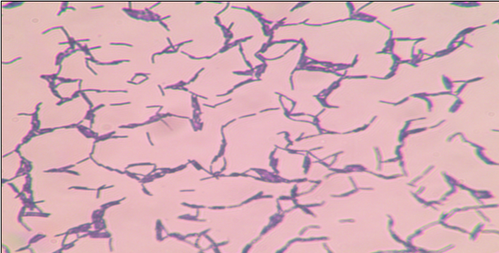 Psychrobacter phenylpyruvicus GMB0423 | GMBANK