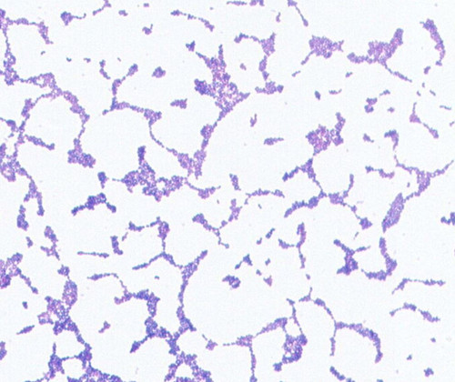 Lactococcus garvieae GMB0764 | GMBANK