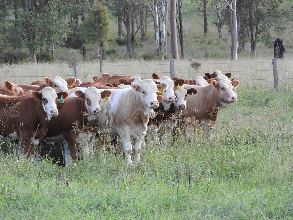 Clay Gully Simmentals