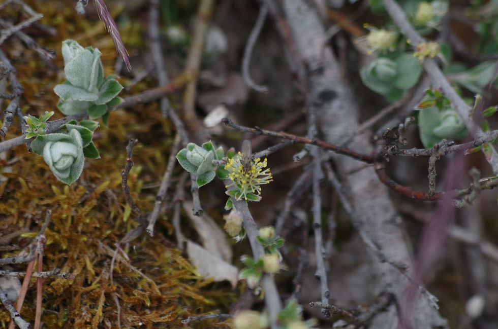 Why Scottish Alpine Botany is the Best