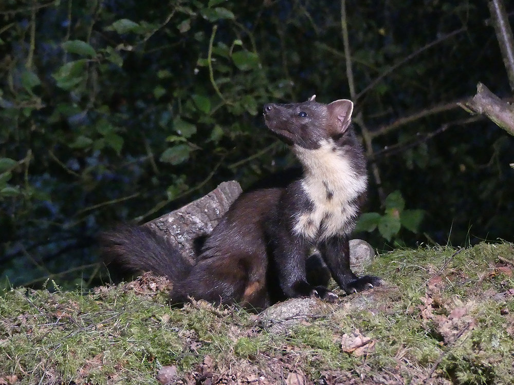 pine marten same as weasel