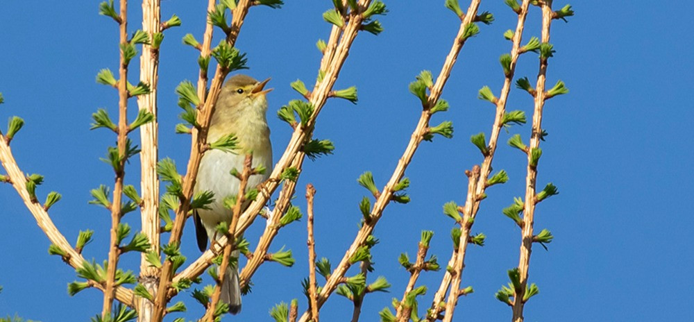 Birdsongs and Calls Masterclass | Wildlife ID Courses