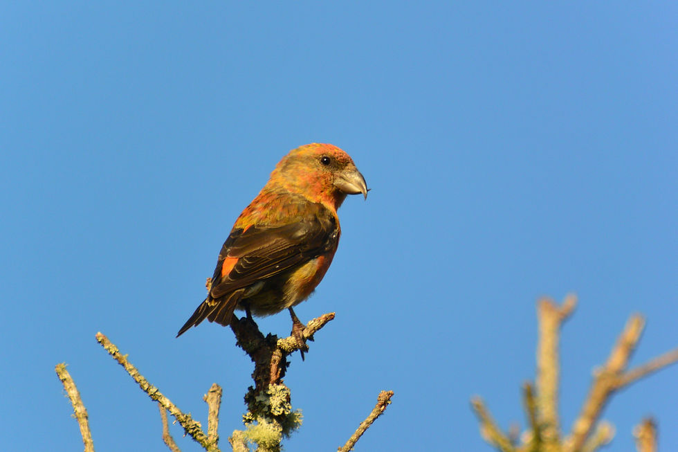 Crossbills