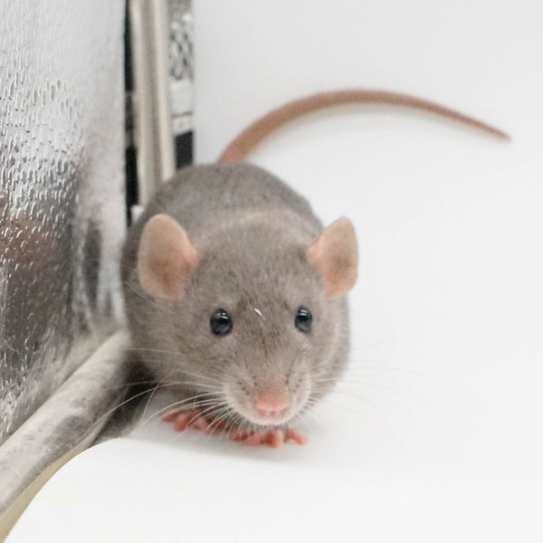 KaiZen Rodentry - Colorado Rat & Mouse Breeder