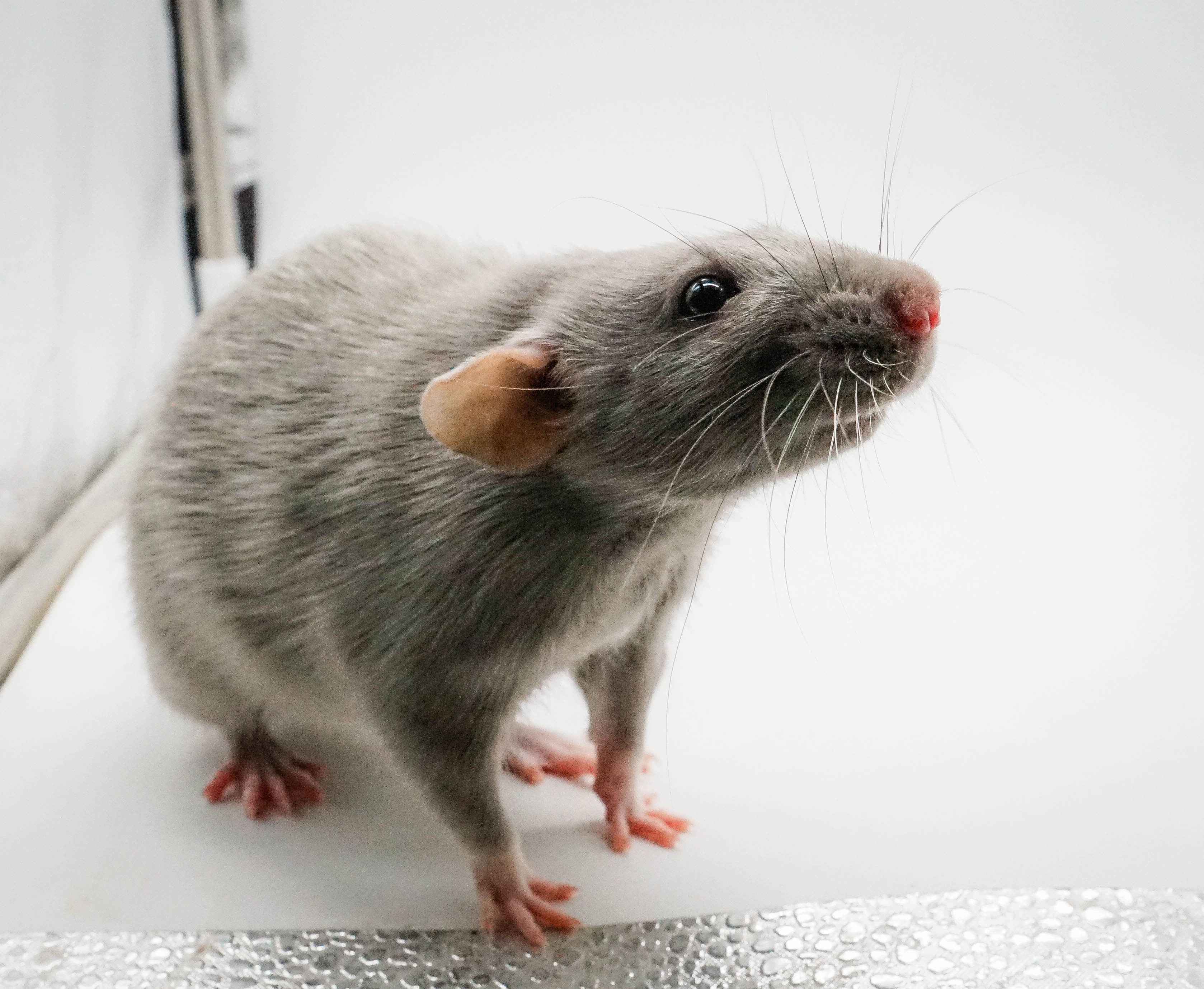 Our Rats | KaiZen Rodentry | Denver, CO