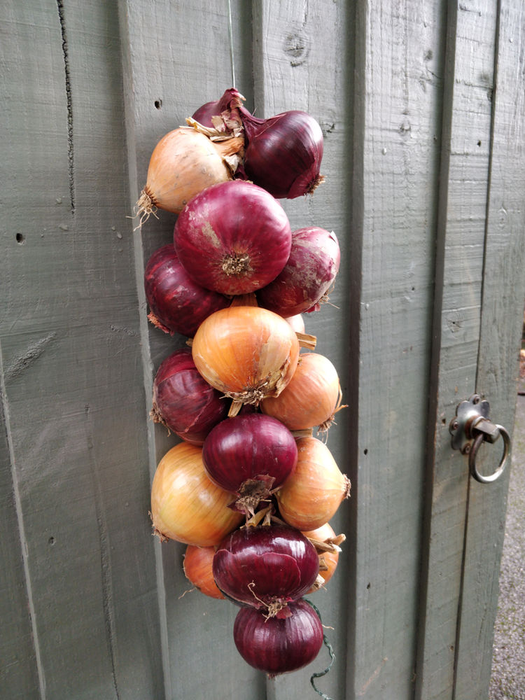 How to String Onions