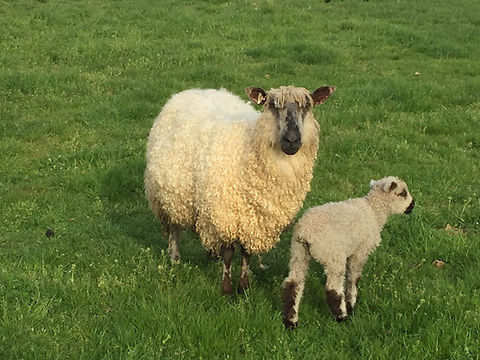 Teeswater Sheep Society | breed registry