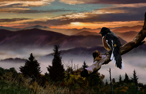 Morning Light | Madison K. Thames