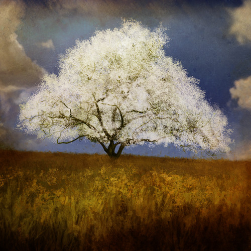 Dogwood Tree | Madison K. Thames