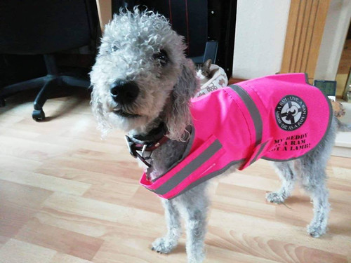 BORN A RAM - DOG COATS | Born A Ram Site