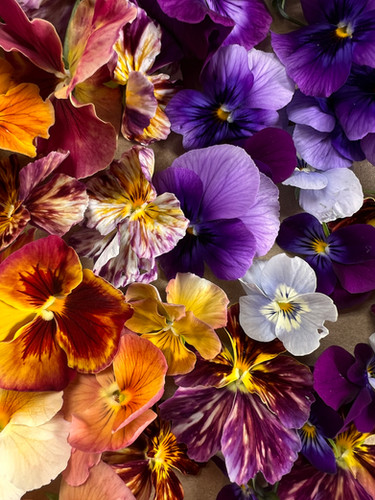 Edible Viola - Palette Specific | Rockrose