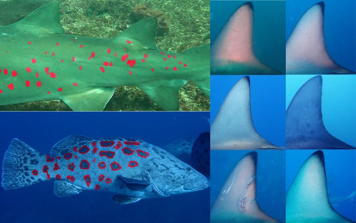The SharkWise Project - Shark Research | Marine Biology Internship in ...
