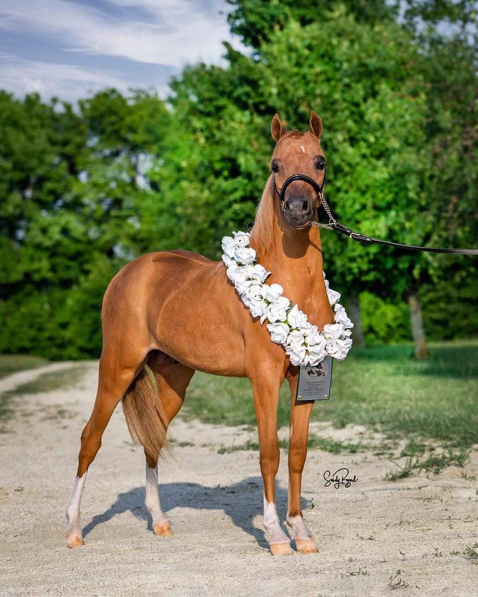 2024 Nominated Stallions | aspcclassicss