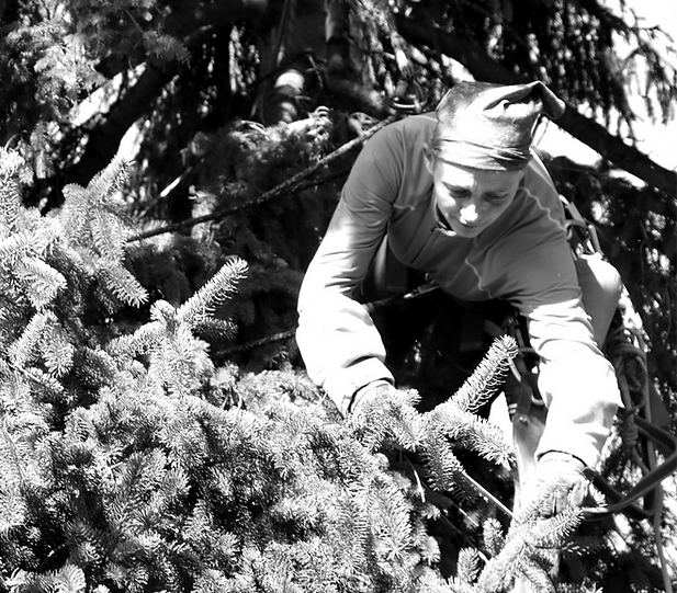 La terre vue de l'arbre, avec Katie Trottier (grimpeuse, élagueur ...