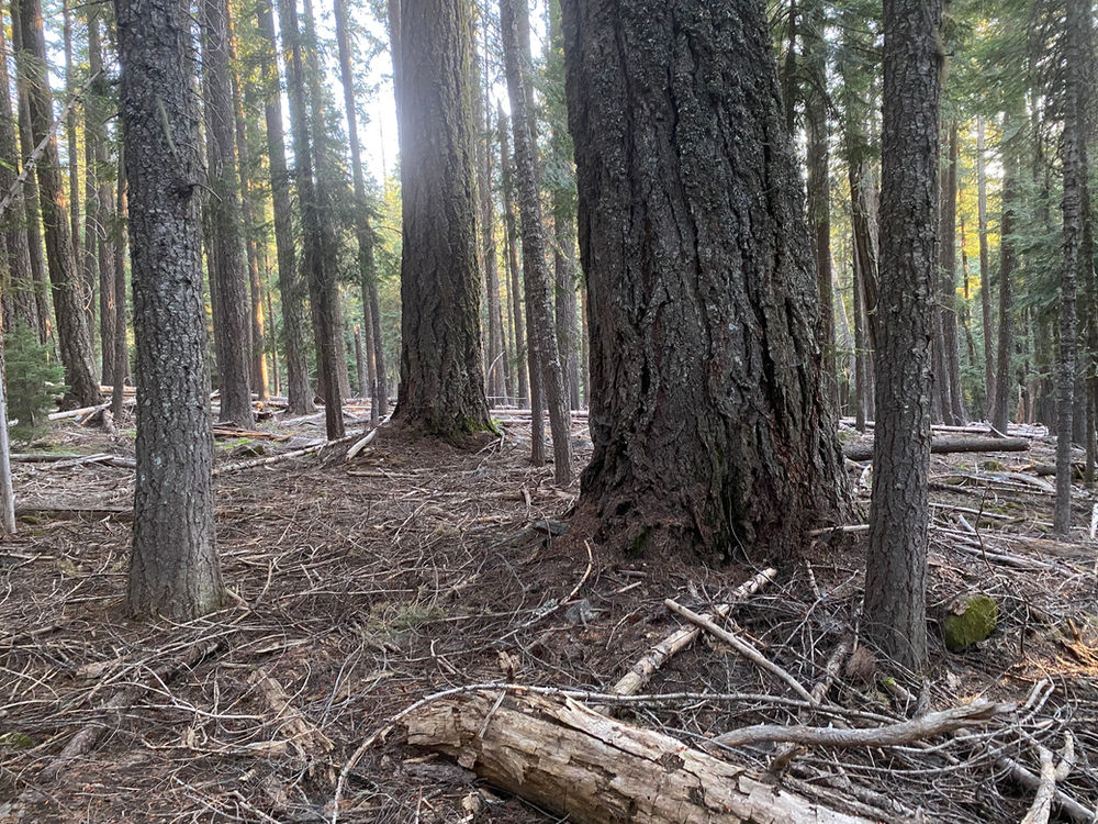 Klamath National Forest, California South Fork Project