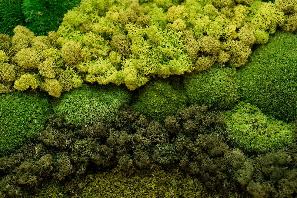 All Products | SoulRoots Moss Art