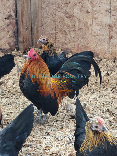 Brown Red Old English Game Trio | Blue Hour Poultry