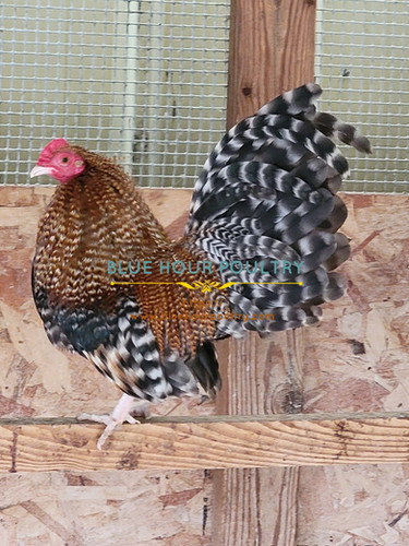 Crele Old English Game Trio | Blue Hour Poultry