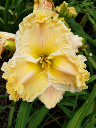 Midnight Inspiration (Ellison-Anderson, 2020) | My Site