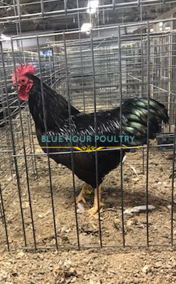 Rhode Island Red Bantam Trio | Blue Hour Poultry