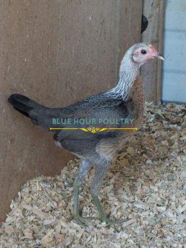 Golden Duckwing Modern Game Bantam | Blue Hour Poultry