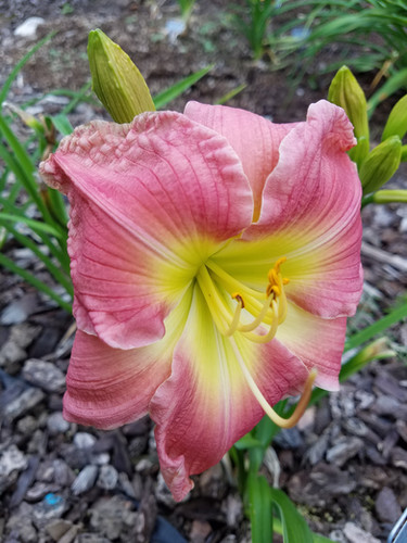 Barbie's Dream Flower (Reeder, 2020) | My Site