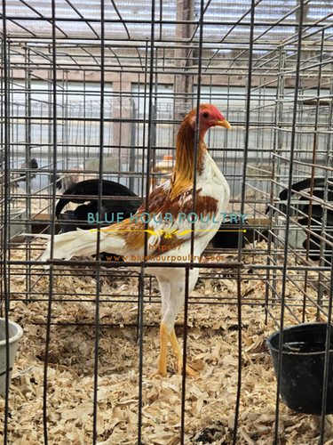 Red Pyle Modern Game Bantam | Blue Hour Poultry