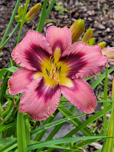 Everyday Royal Eyes (Grammon, 2020) | My Site