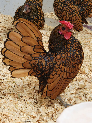 Golden Sebright | Blue Hour Poultry