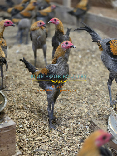 Lemon Blue Modern Game Bantam | Blue Hour Poultry