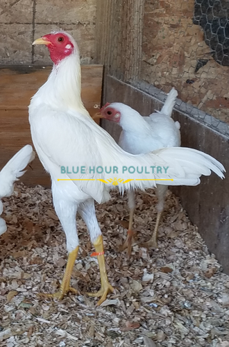White Modern Game Bantam | Blue Hour Poultry