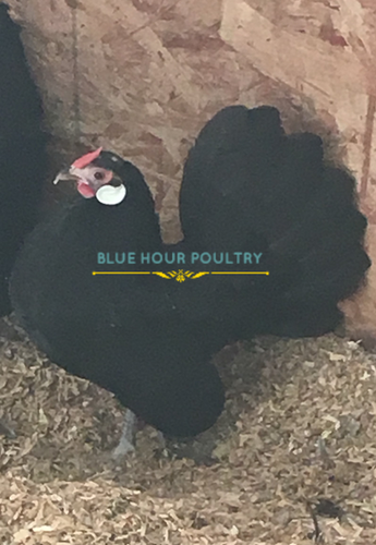Rosecomb Bantam Adult | Blue Hour Poultry